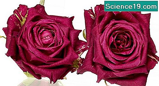 Quelle est la différence entre une rose et une fleur? 💫 Portail ...