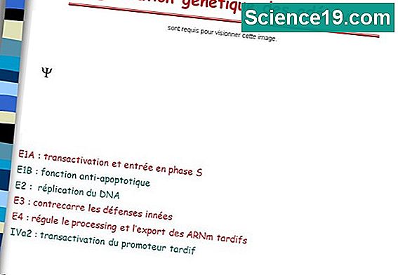 La structure et la fonction de l'ARNm 💫 Portail Multimédia Scientifique ...