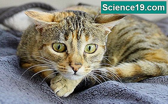 Différences entre le polyéthylène et le polyuréthane 💫 Portail ... Différences entre le polyéthylène et le polyuréthane 💫 Portail ...