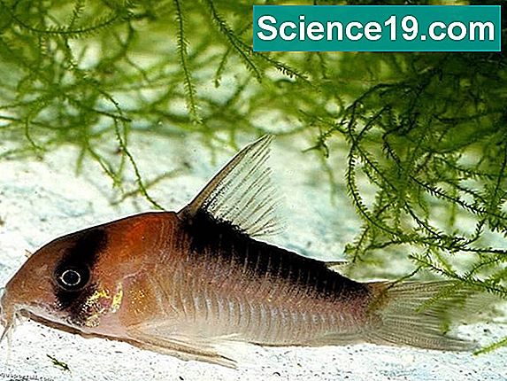La différence entre le poisson-chat et le tilapia 💫 Portail Multimédia ... La différence entre le poisson-chat et le tilapia 💫 Portail Multimédia ...