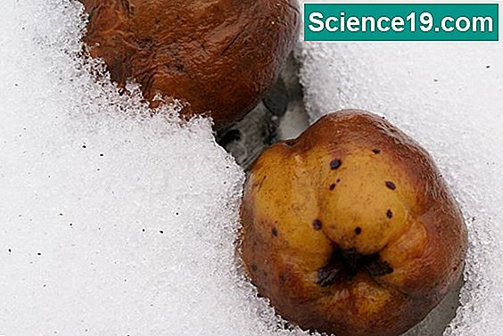 Comment les fruits sont-ils formés dans les plantes? 💫 Portail ...