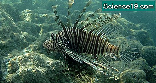 Tipi di spugne di mare 💫 Portale Scientifico E Popolare Multimediale. 2025
